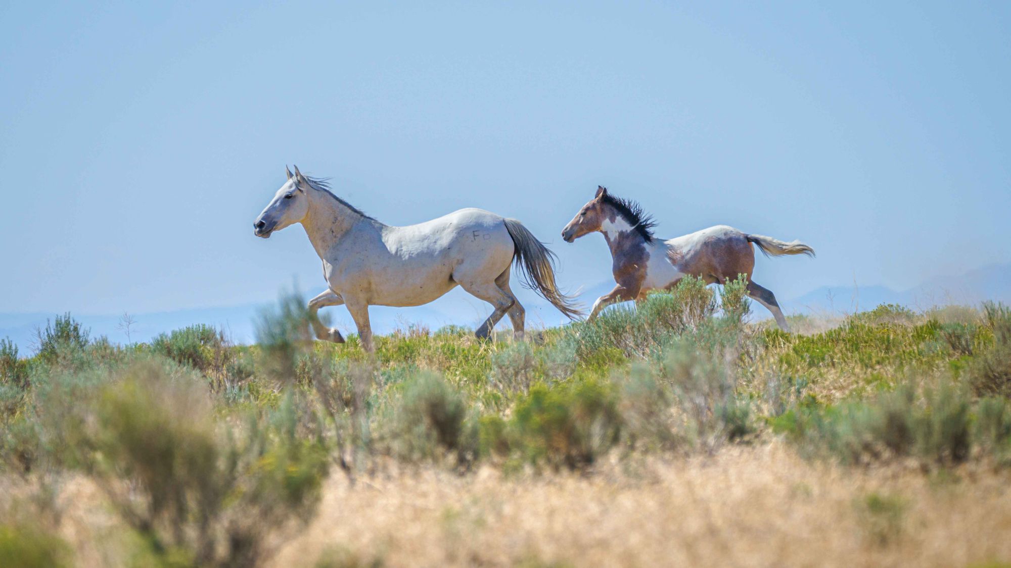 The Reality of Wild Horse Roundups - American Wild Horse Conservation